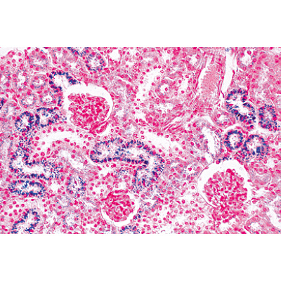 Animal Cell Microscope Slides - LabWorld.co.uk